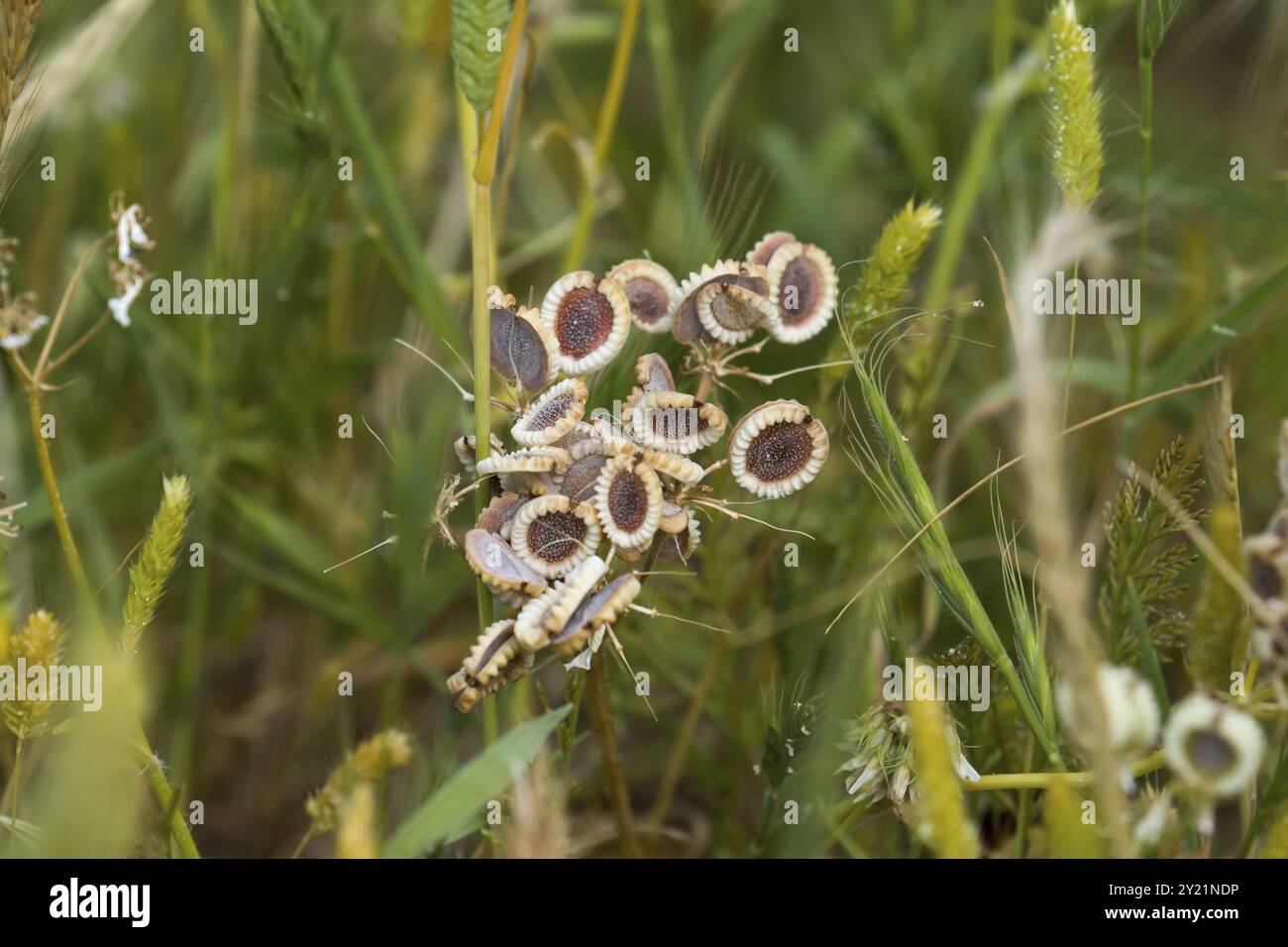 Seedheads of wild plant Mediterranean Hartwort on Lesvos, Greece ...