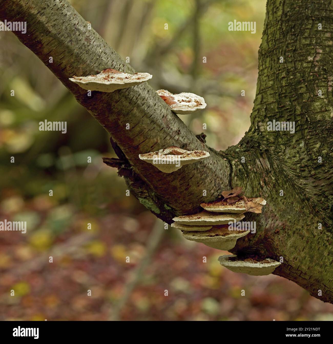 Bracket Fungi in southern English Woodland Stock Photo - Alamy