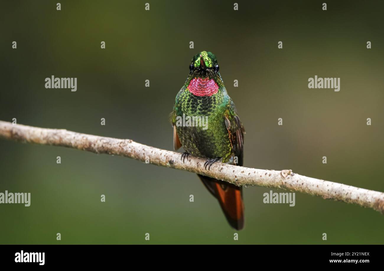 Front view of a beautiful colored Brazilian ruby perched on a branch ...