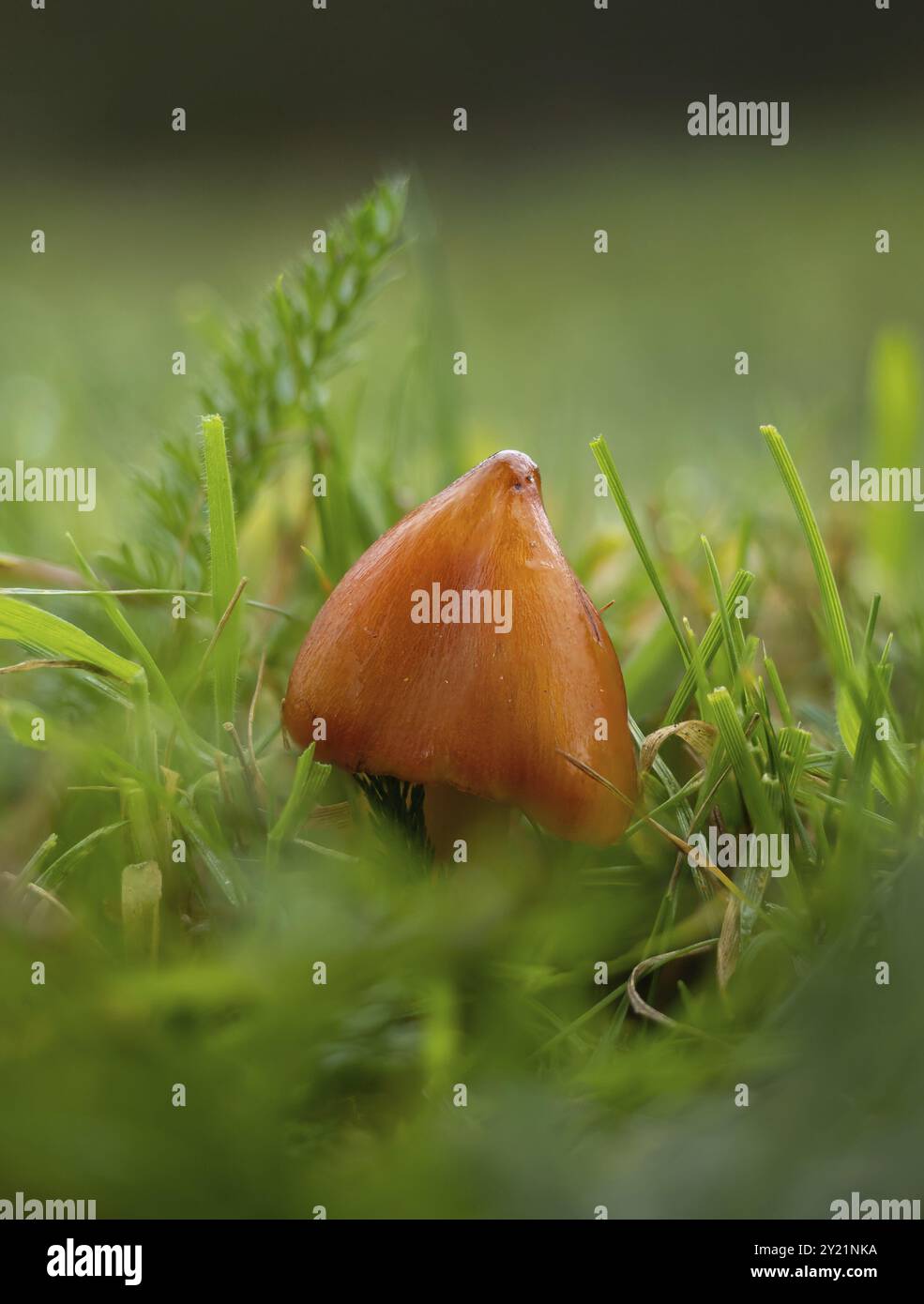 Blackening Waxcap (aka Witch's Hat) fungi on Sussex grassland Stock ...