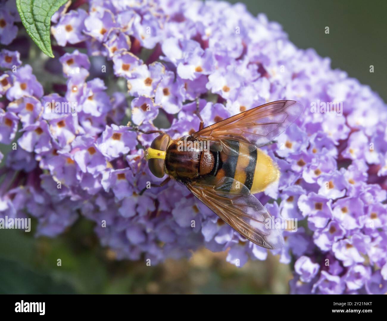 Largest hoverfly in UK, Hornet Mimic Hoverfly on Buddleia Stock Photo ...
