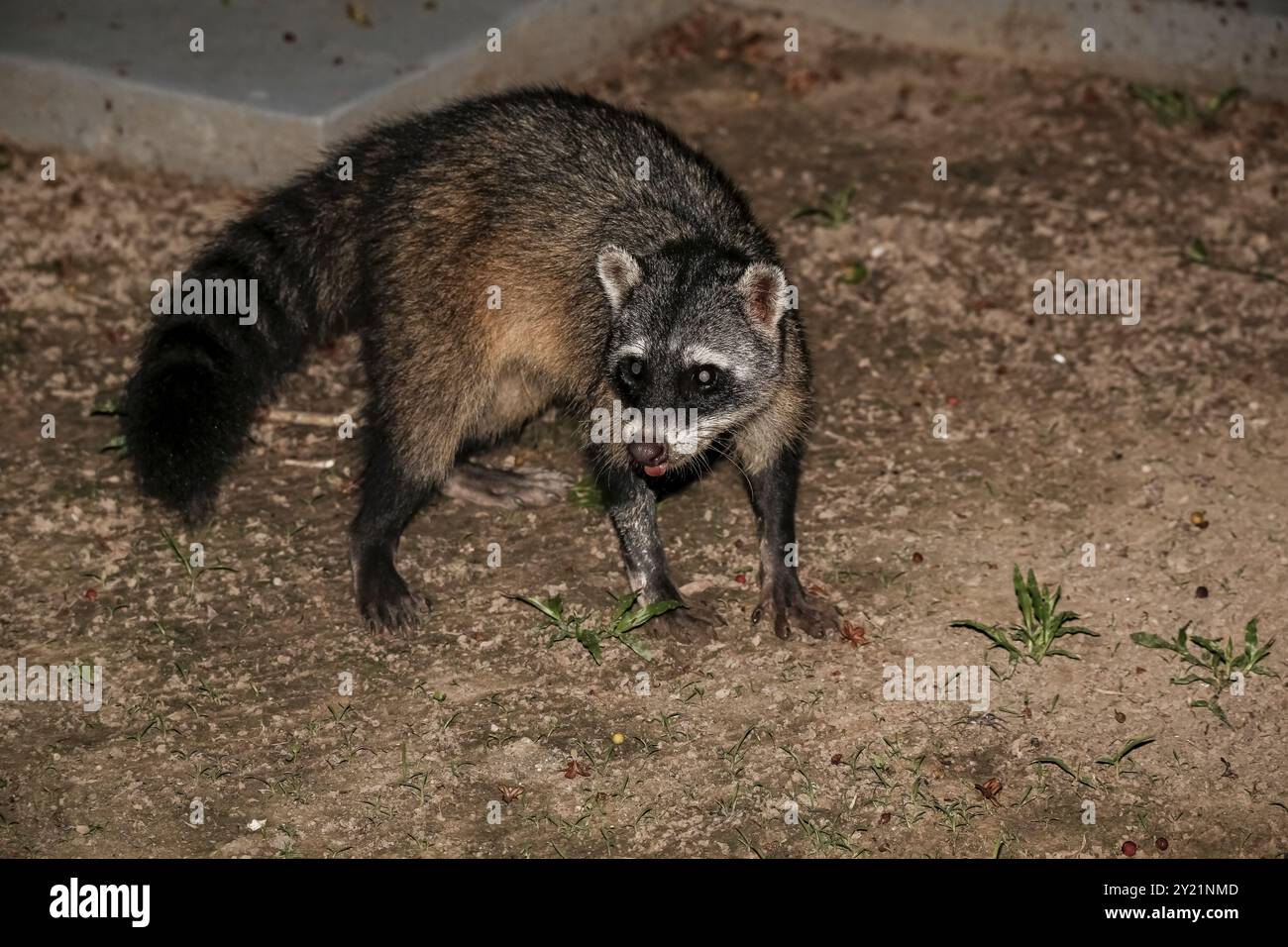 Crab Eating Racoon Looking To Camera Pantanal Wetlands Mato Grosso Brazil South America
