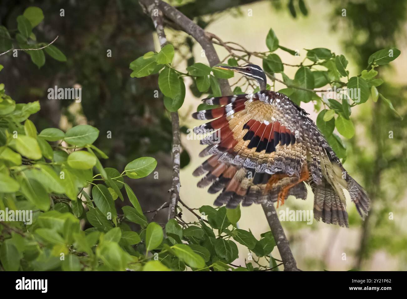 Wonderful patterned Sunbittern in flight to a tree, wings spread ...