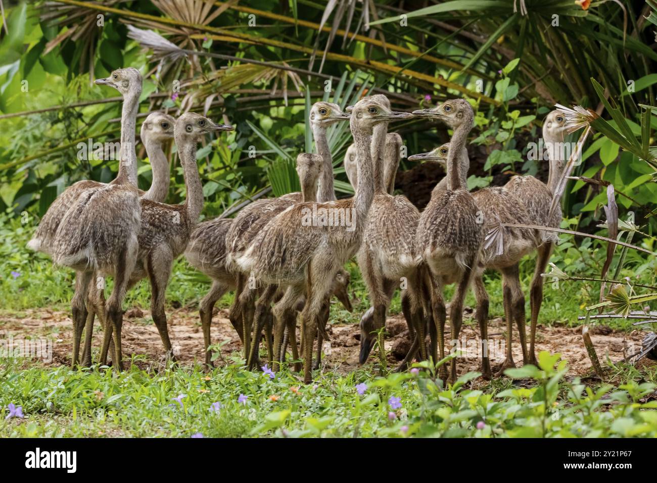 Close-up of a group of Nandu or Rhea chicks in natural habitat ...