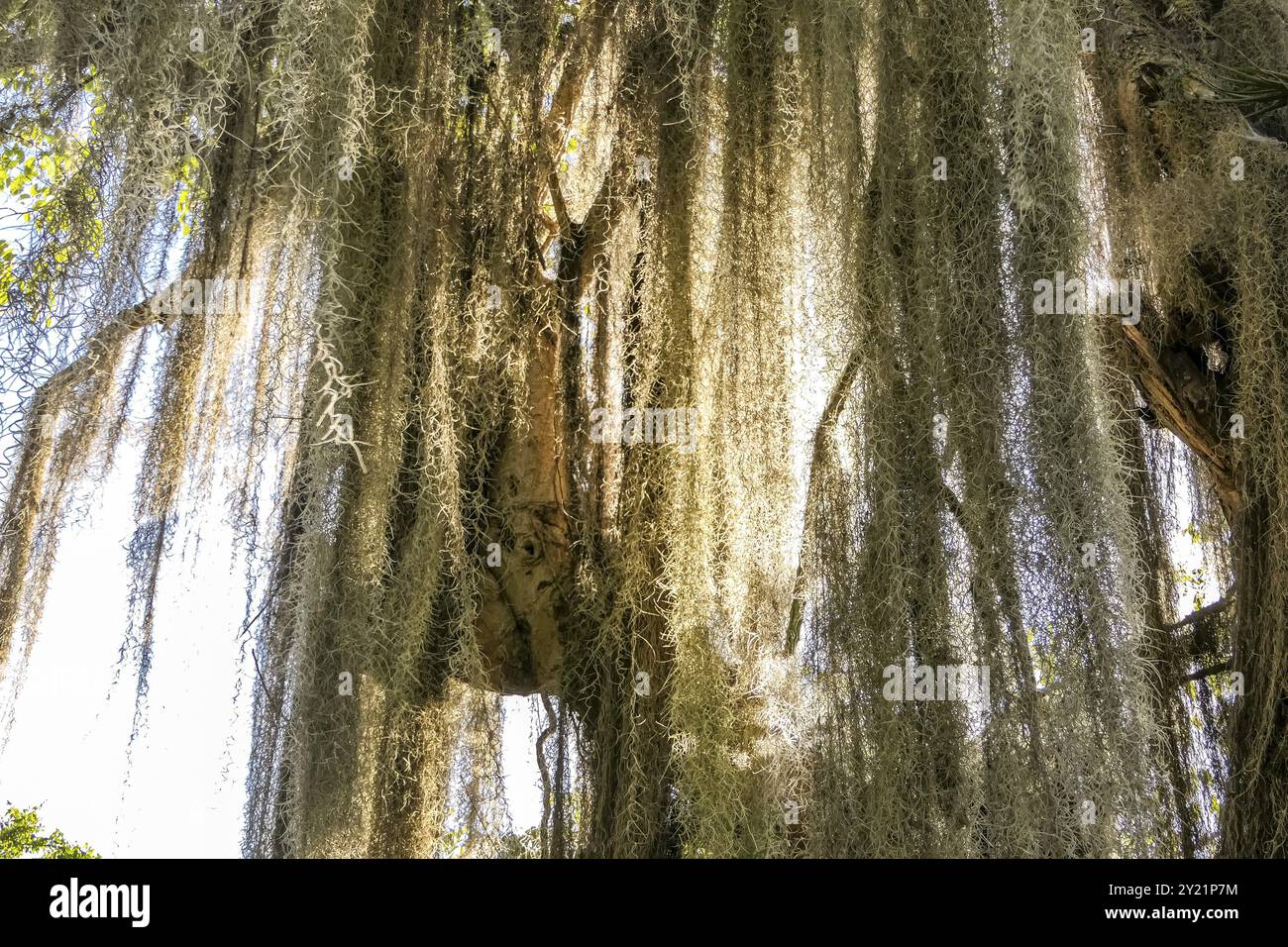 Curtain of Spanish moss hanging from a tree against bright light ...