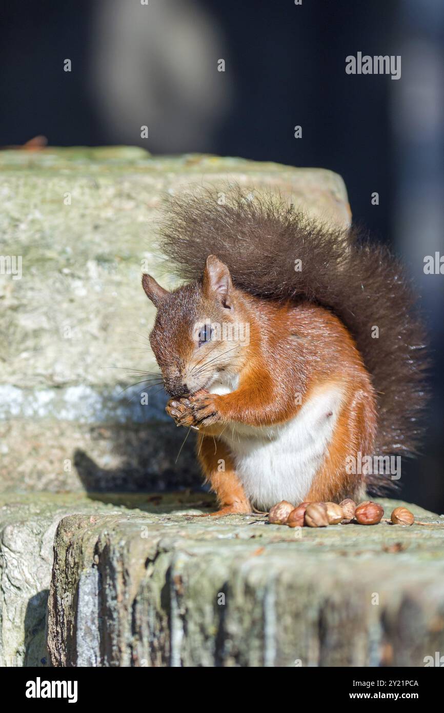 British native Red Squirrel posing on wall on Brownsea Island, Dorset ...