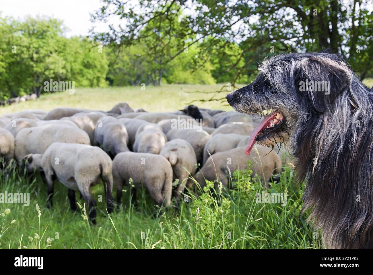 Sheep inspection hi-res stock photography and images - Alamy