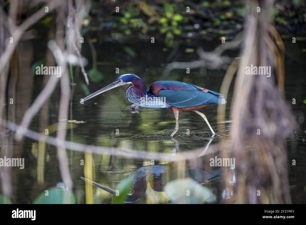 Close-up of a rare wonderful Agami Heron foraging in shallow water under trees at river edge ...