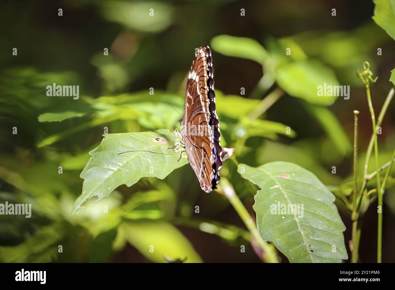Brown Butterfly with closed wings on green leaves in sunshine, Pantanal ...