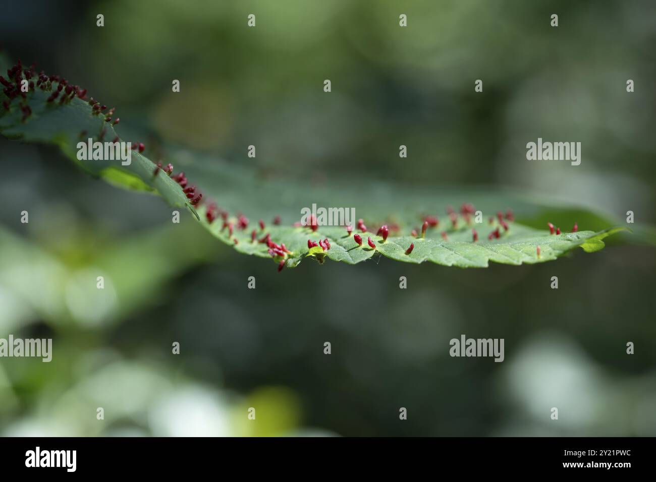 Maple gall mite (Aceria macrorhynchus), on the upper leaf surface ...