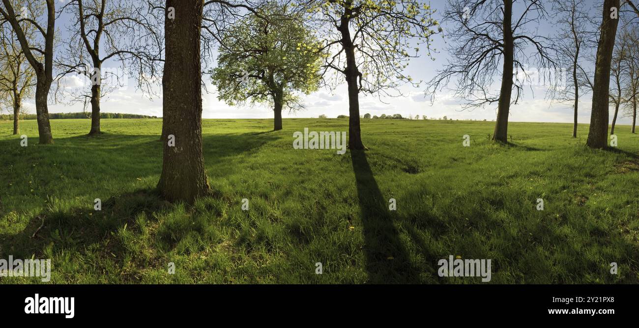 Meadow with trees in the back light Stock Photo - Alamy