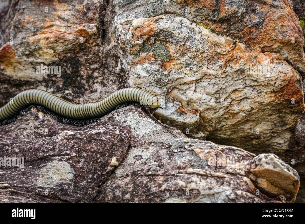 Millipede crawling over rocky ground, Biribiri State Park, Minas Gerais ...