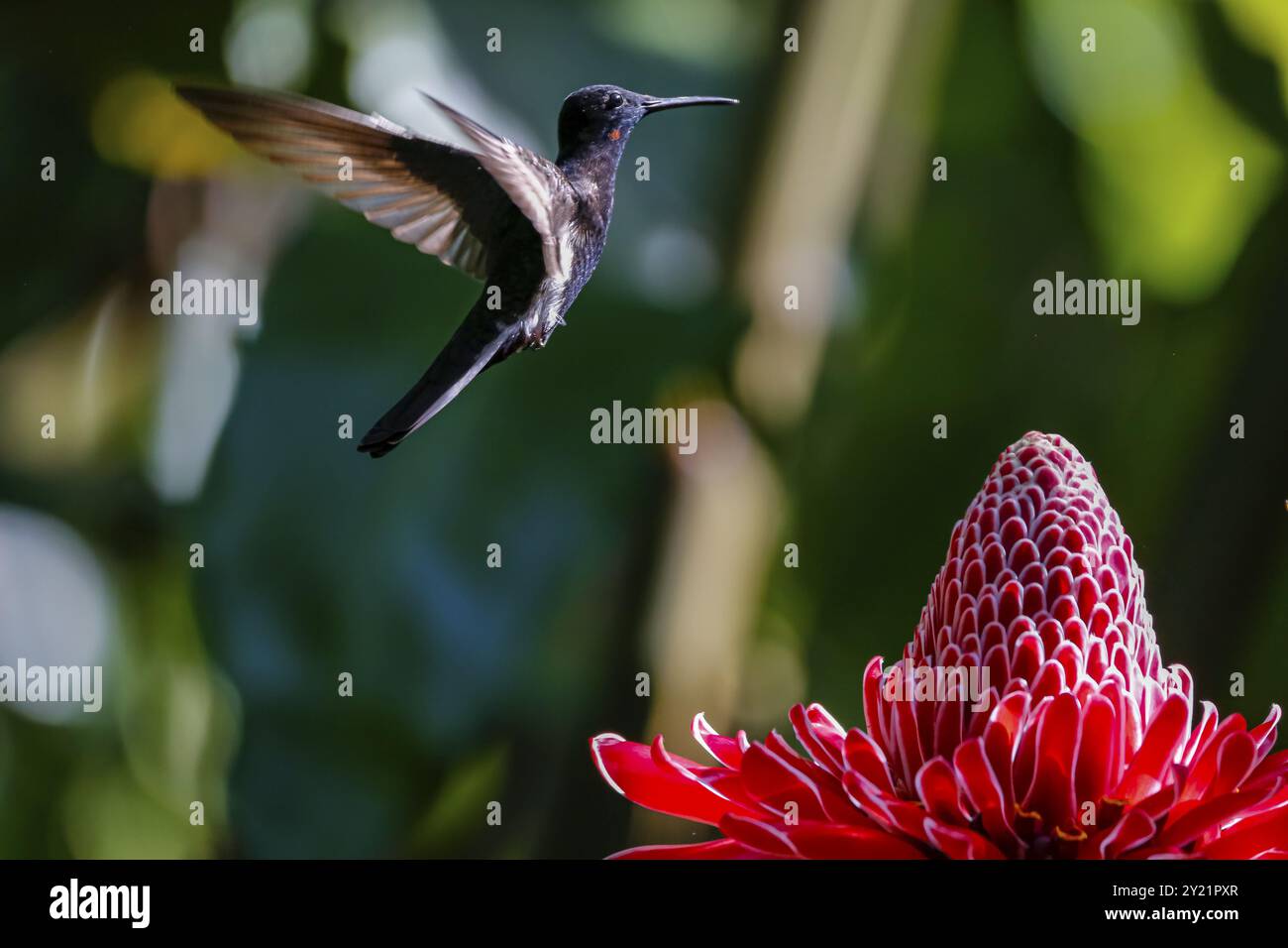 Black Jacobin in flight to a red torch lily, wings backwards, Folha ...