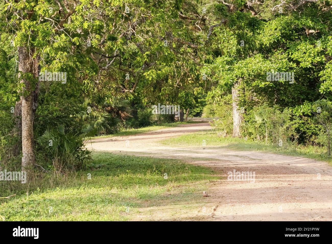 Typical idyllic rural road on farmland in the Pantanal Wetlands, Mato ...