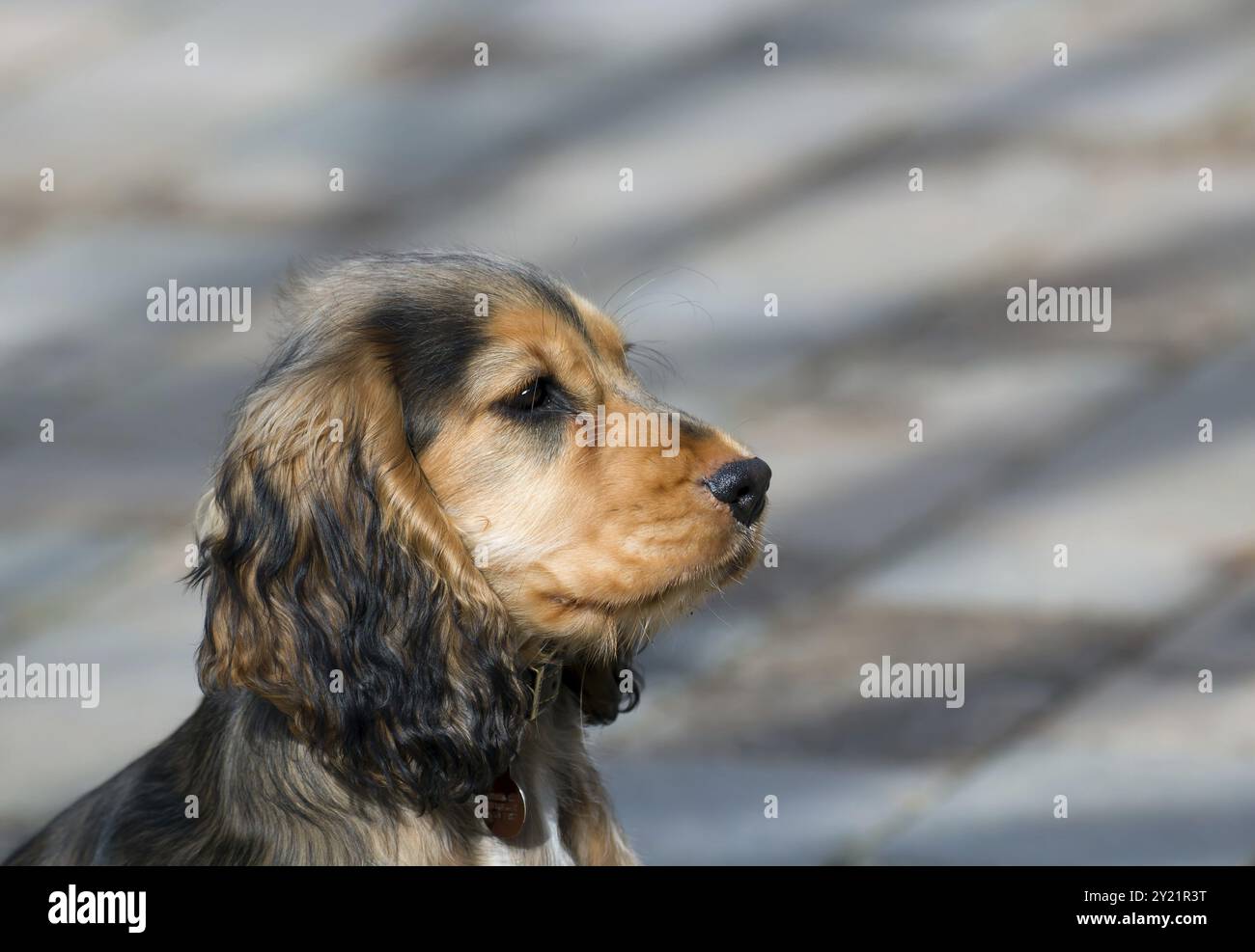 Sable coloured female English Show Cocker Spaniel puppy, aged four ...