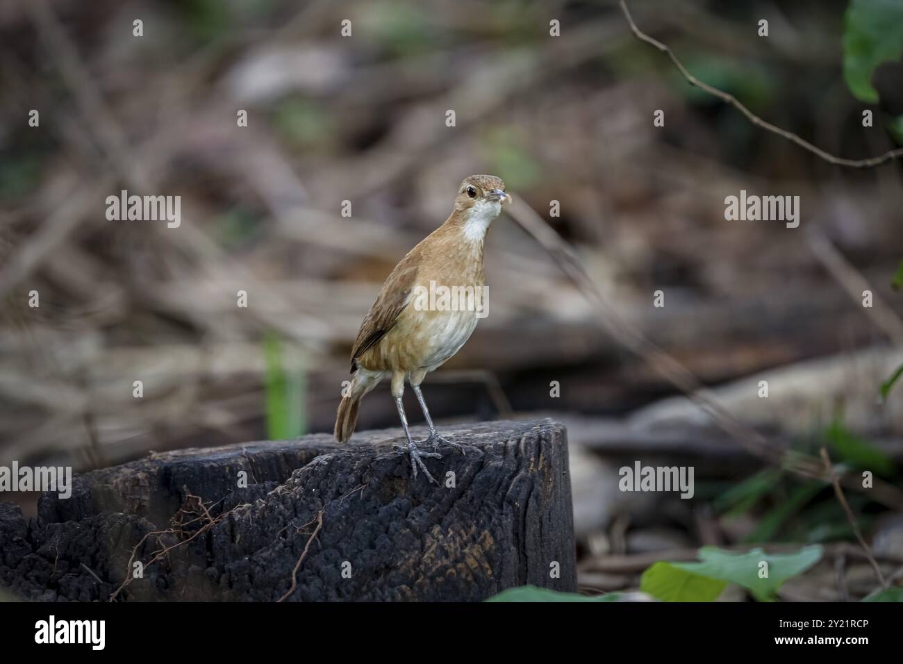 Rufous Hornero with an insect in its beak on a tree stump on forest ...