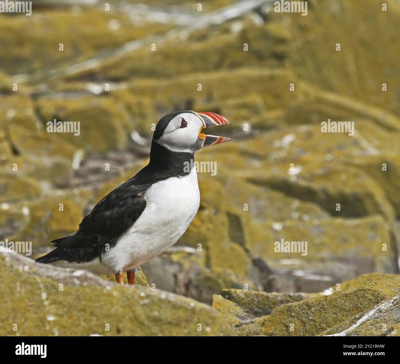 Atlantic Puffin with bill open. On rocks on Inner Farne, Northumberland ...