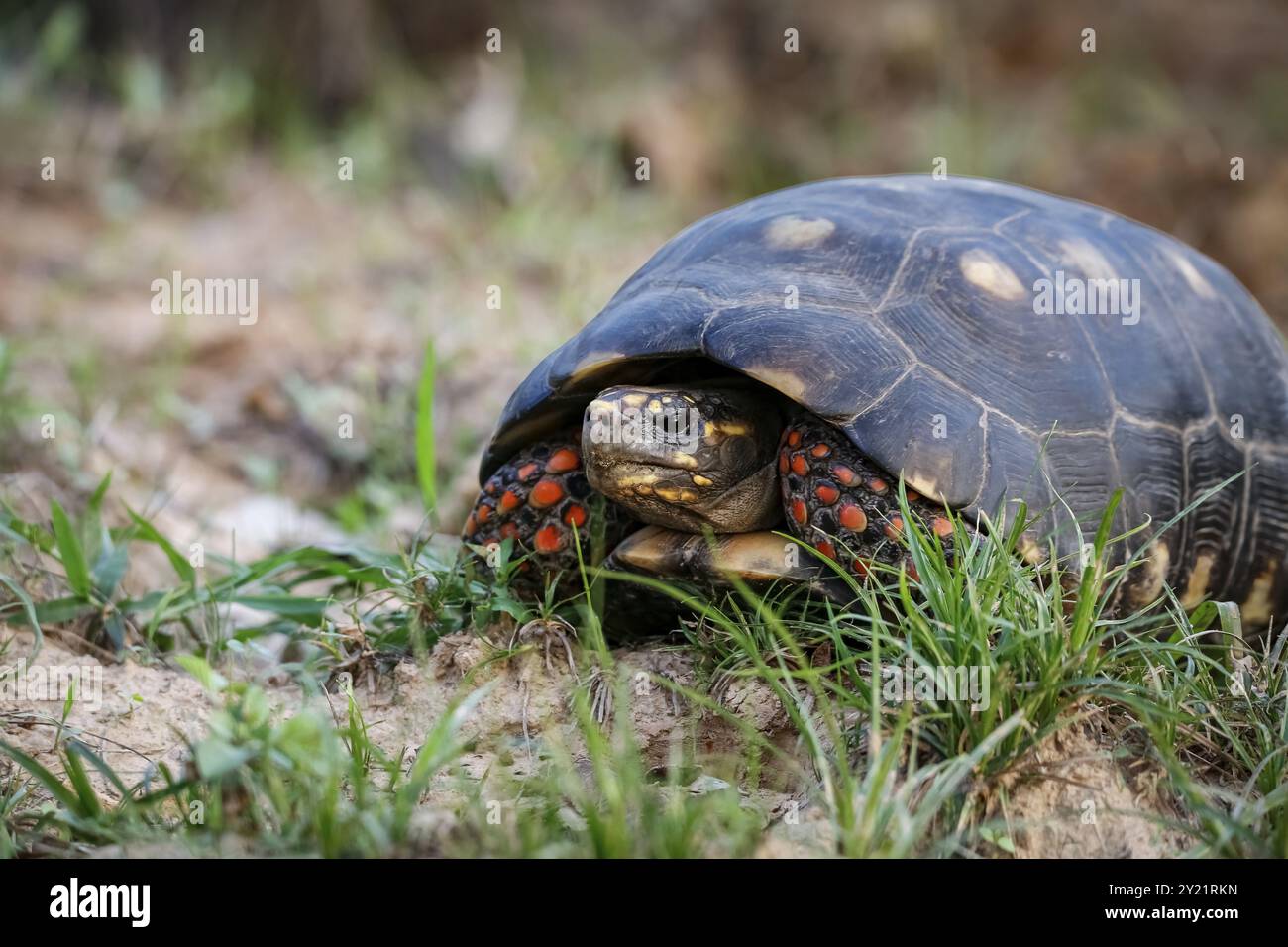 Red-footed tortoise facing camera in grass, Pantanal Wetlands, Mato ...