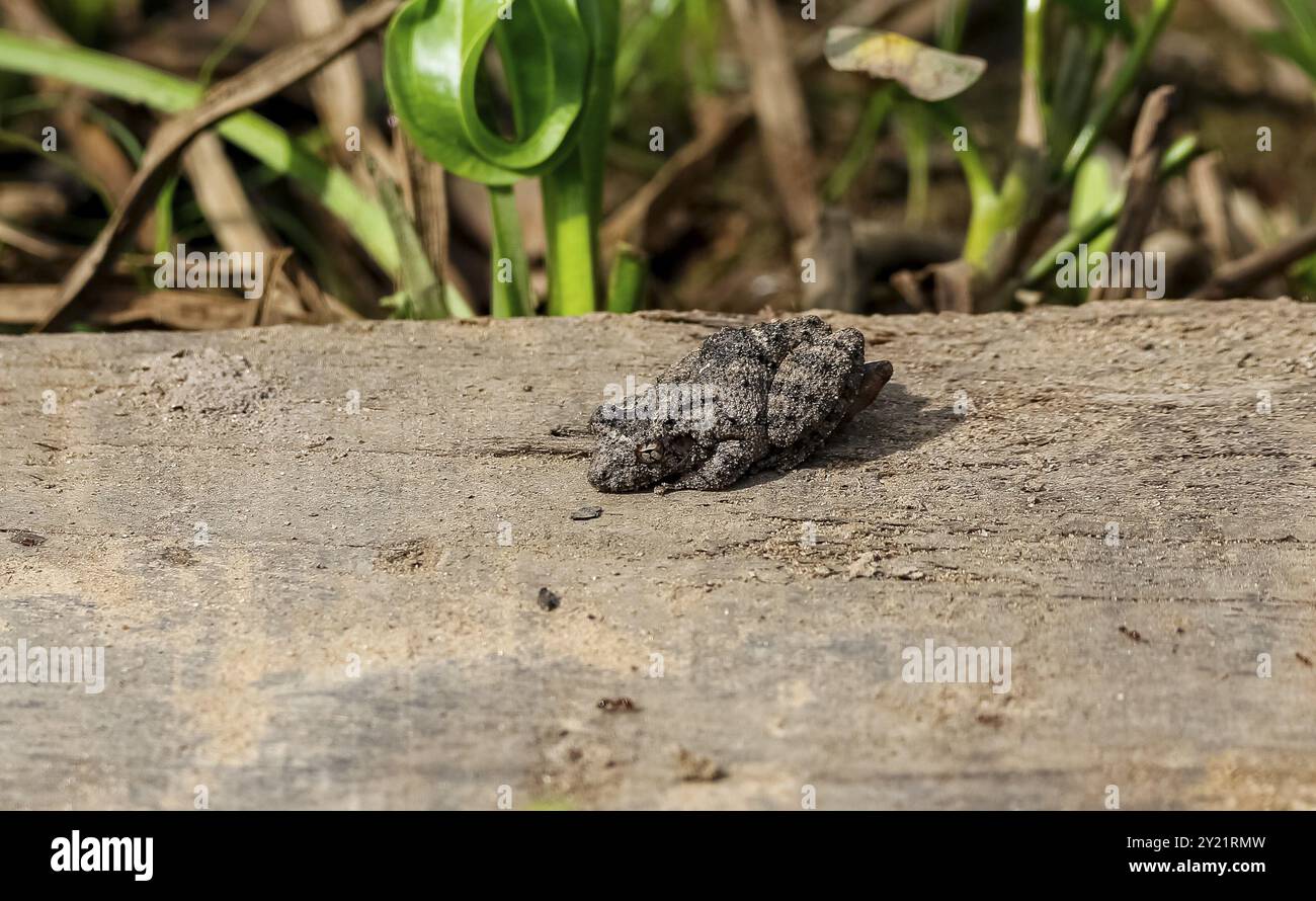Cute Frog with perfect camouflage on wooden plank, Pantanal Wetlands ...