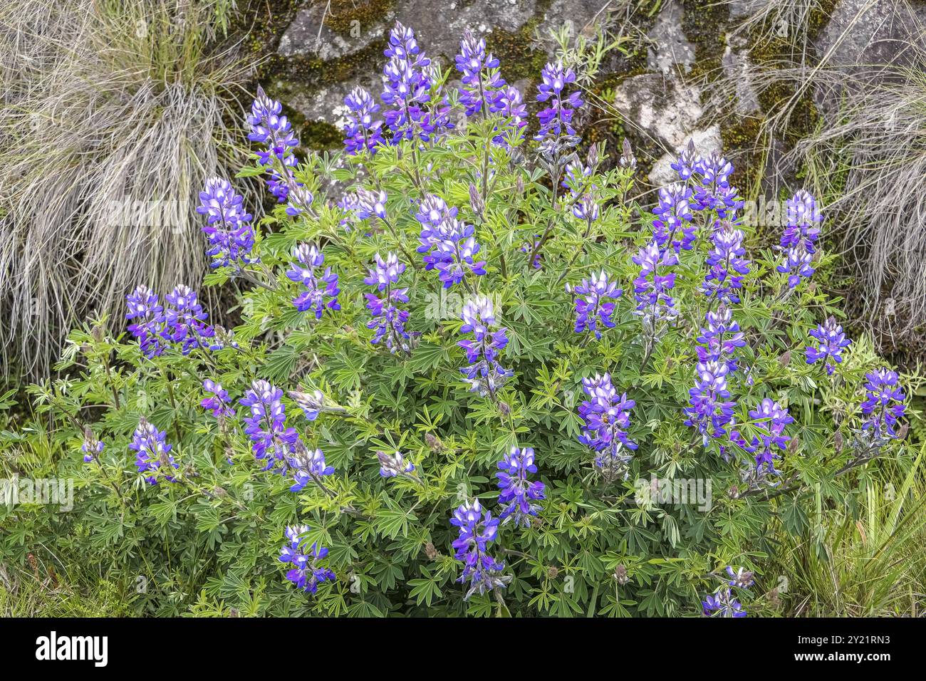 Close-up of a lupin bush with blue and white blossoms in high altitude ...