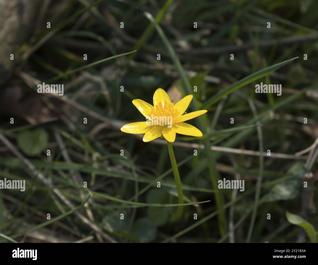 Yellow flower of Lesser Celandine, in English countryside Stock Photo ...
