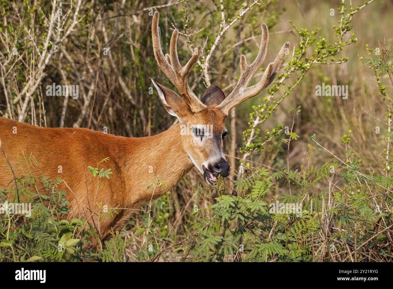 Close-up of a Pampa Deer with big antlers in warm afternoon light ...