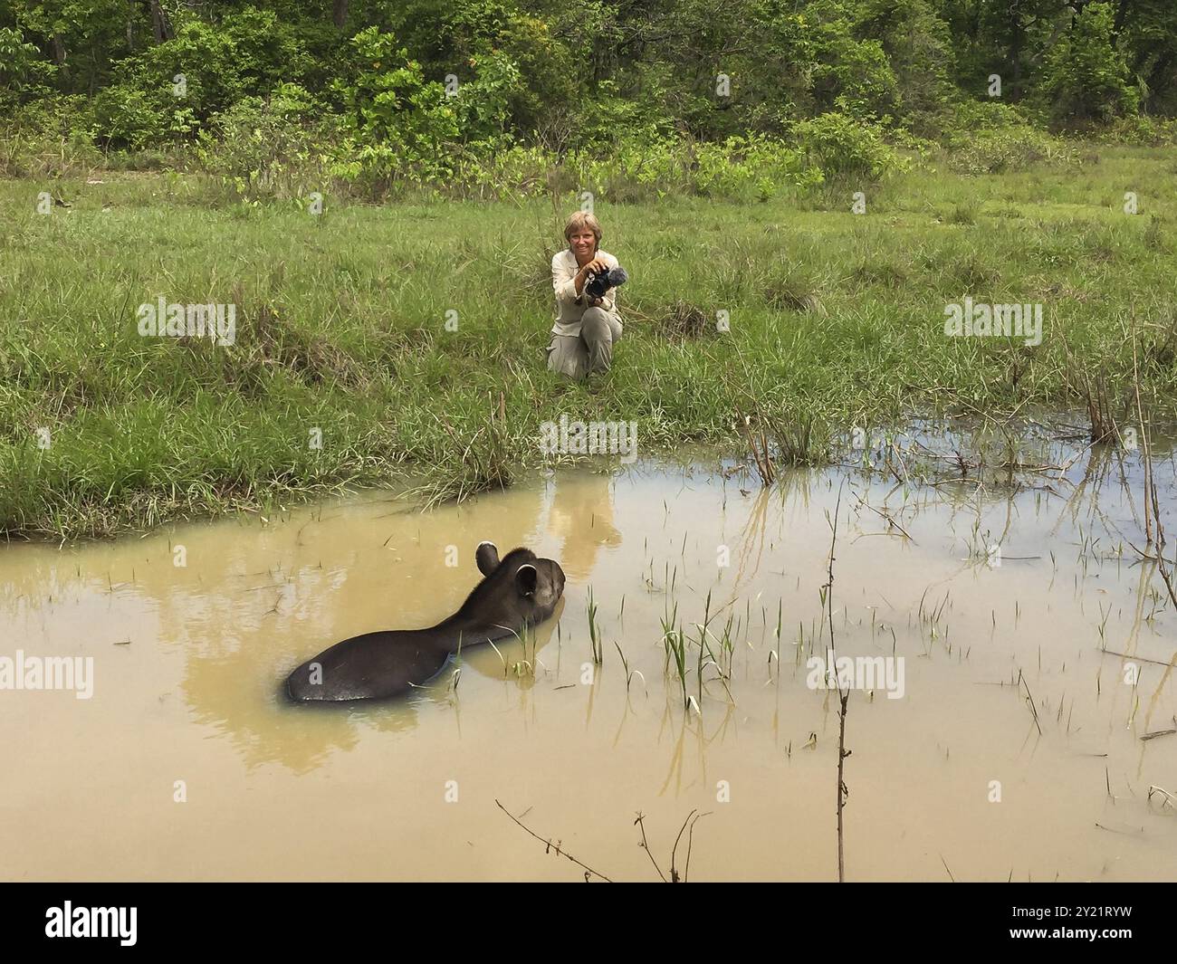 Female tourist watches a Tapir swimming in a muddy pond, kneeling on ...