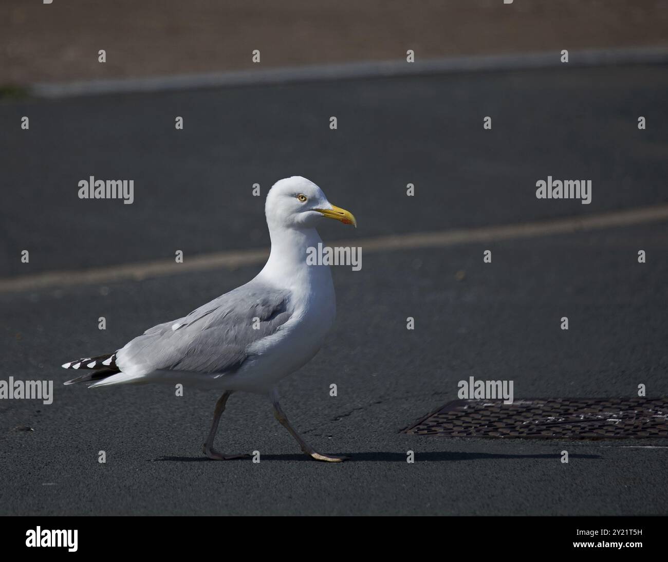 Seagull crossing road Stock Photo - Alamy