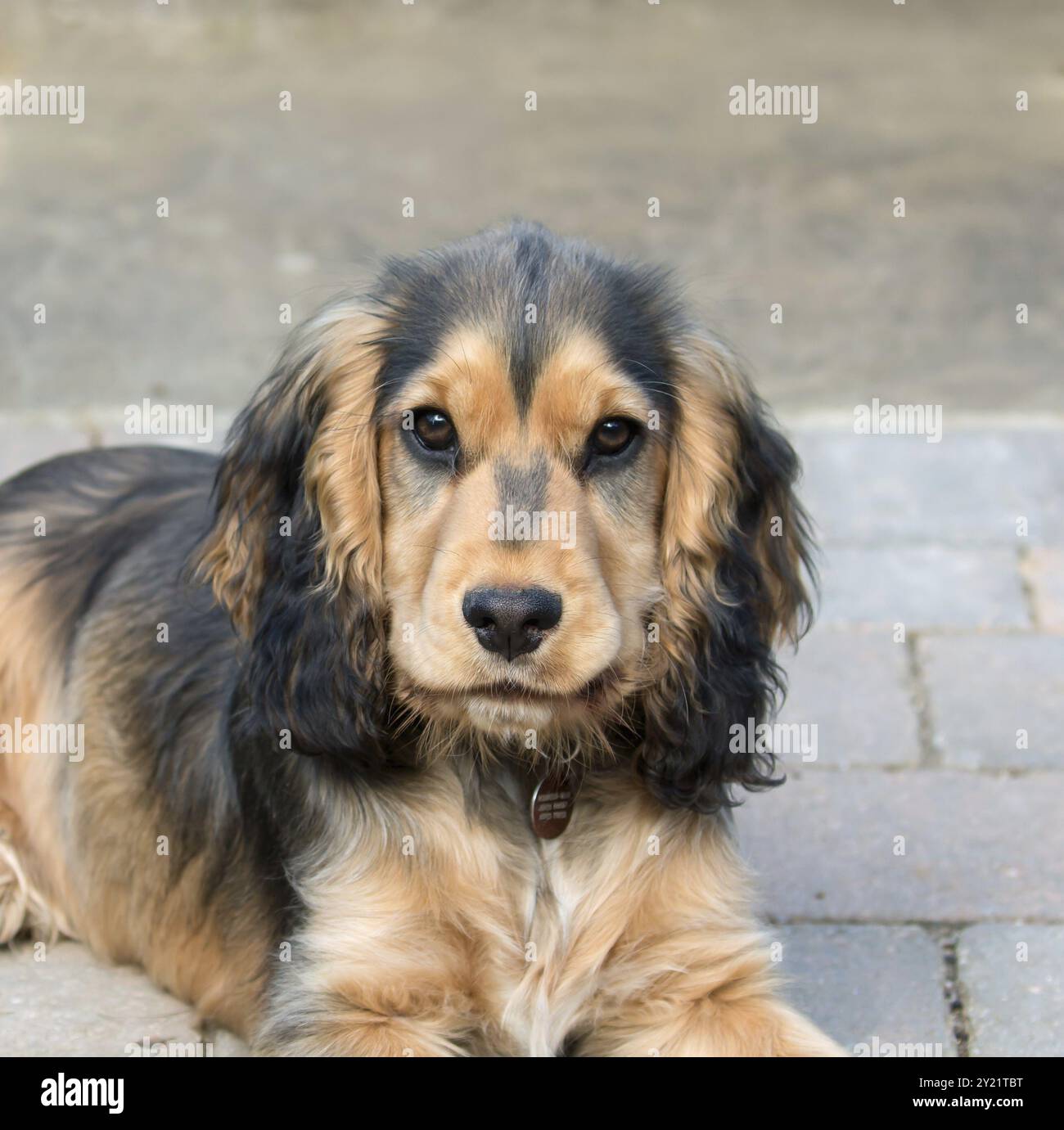 English show cocker spaniel puppy hi-res stock photography and images ...