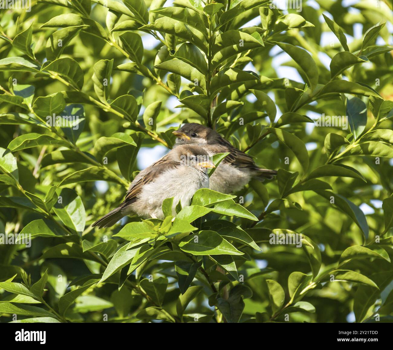 House Sparrow fledglings in Privet hedge Stock Photo - Alamy