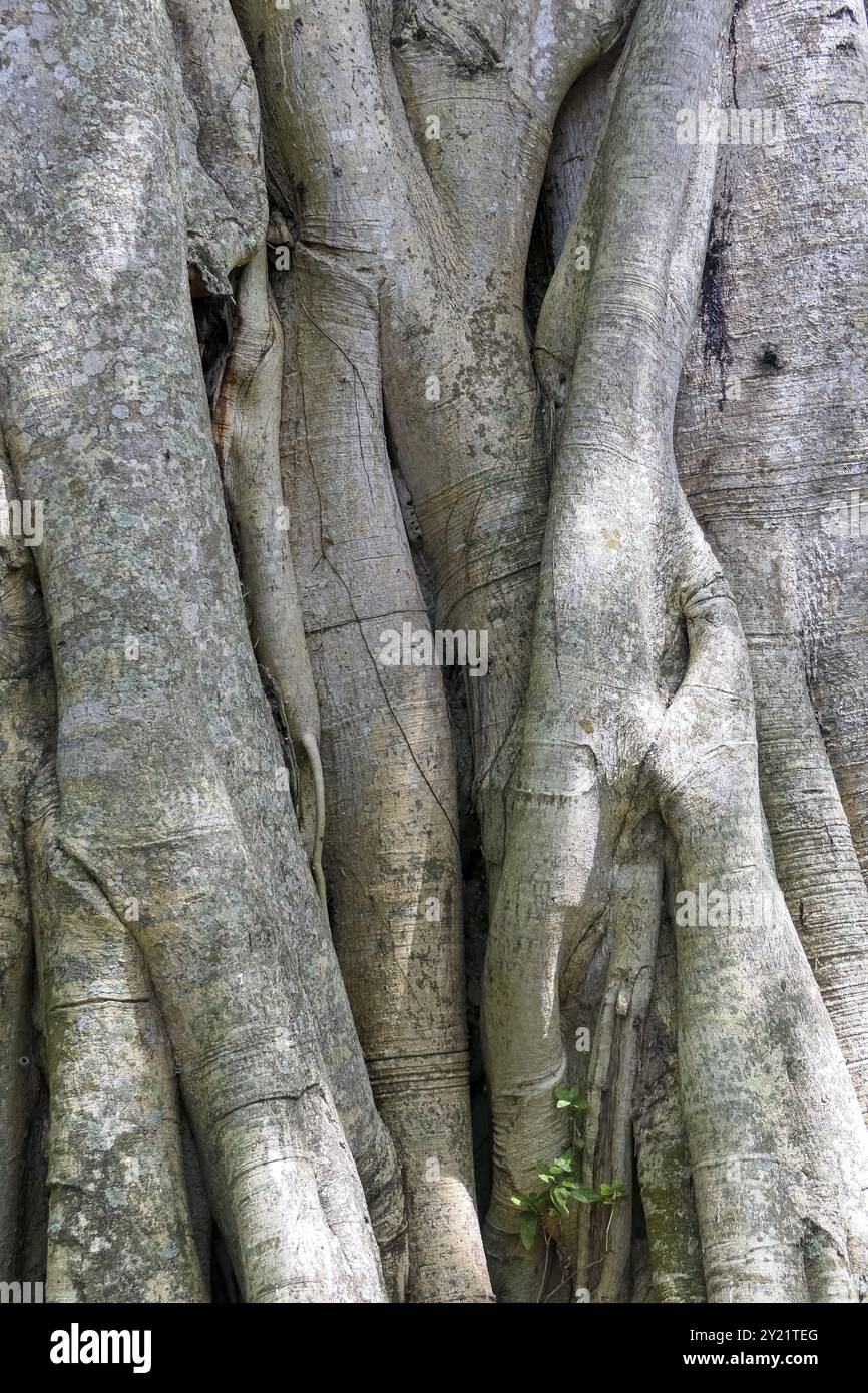 Close-up of a rainforest tree trunk with entwind roots, Pantanal ...
