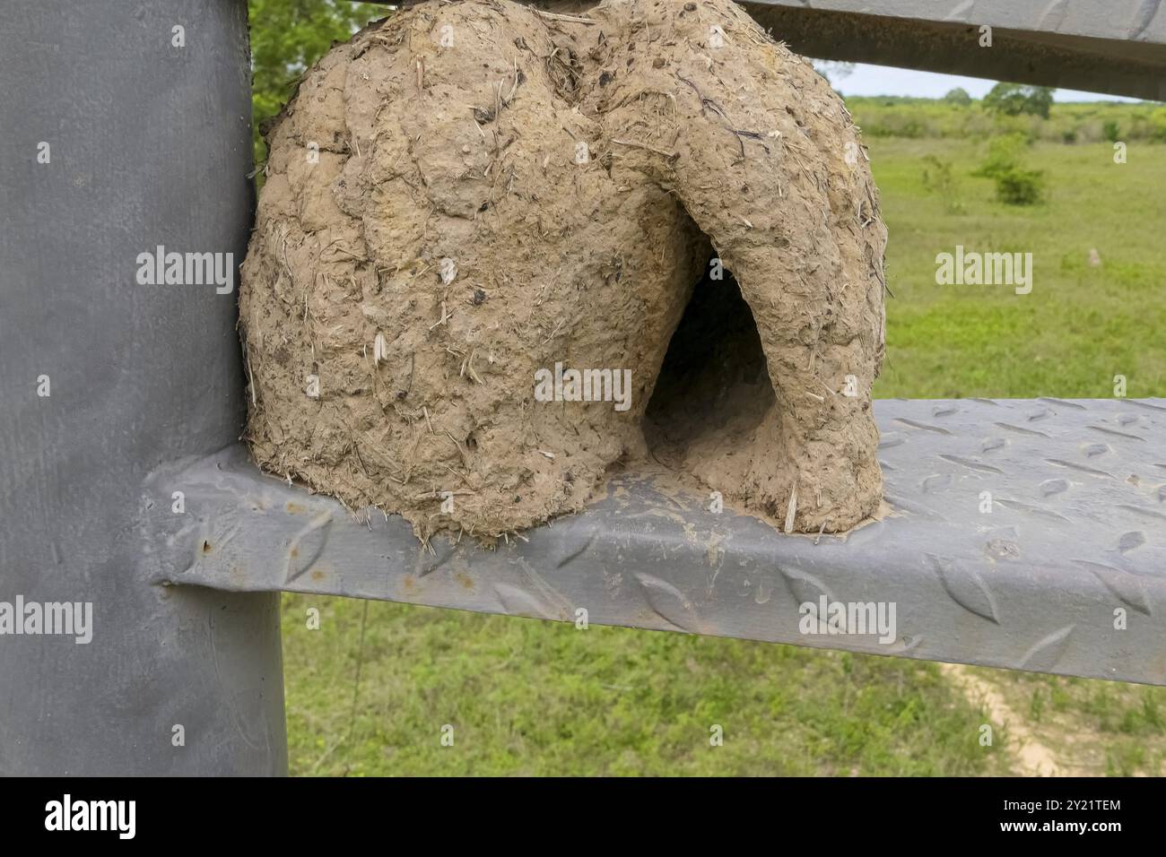 Clay nest of a Rufous Hornero built on the steps of an obersavtion ...