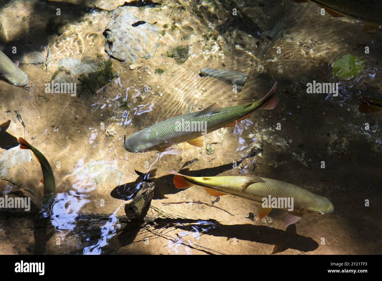 Tropical fishes swimming in a clear sun-drenched rainforest spring, Rio ...