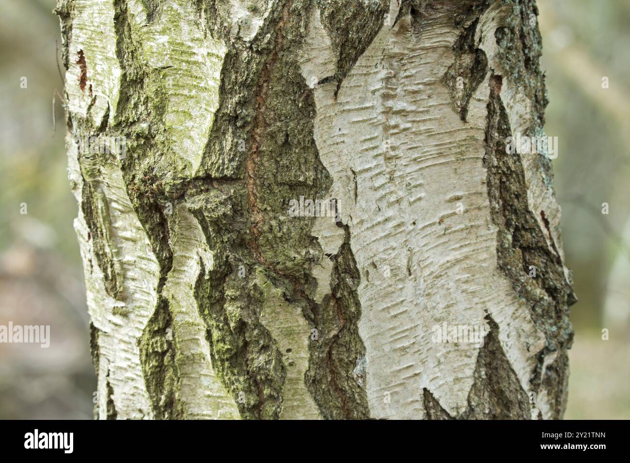 Silver birch tree rock hi-res stock photography and images - Alamy