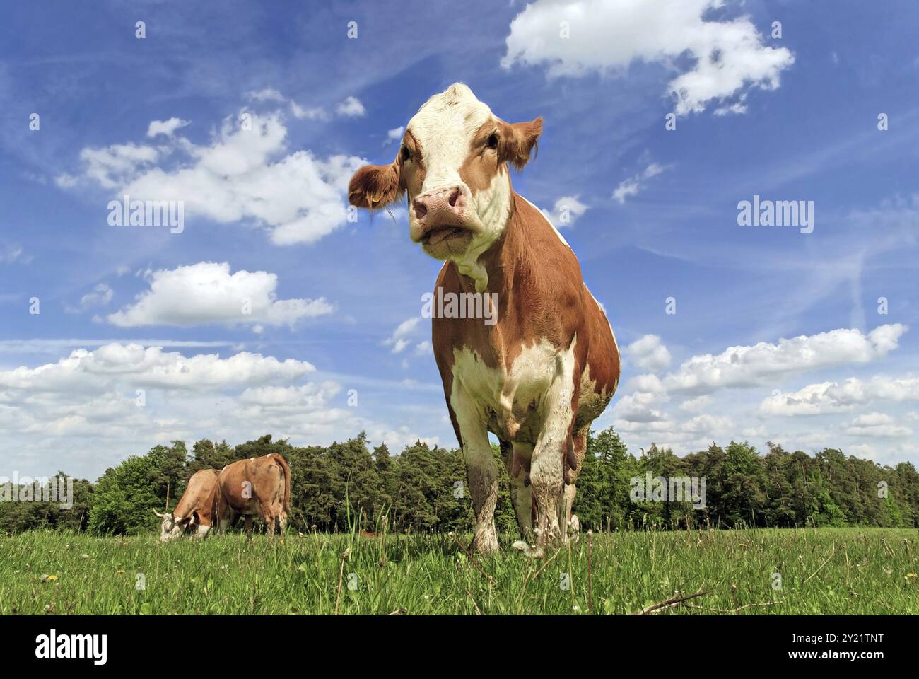 Simmentaler cows hi-res stock photography and images - Alamy