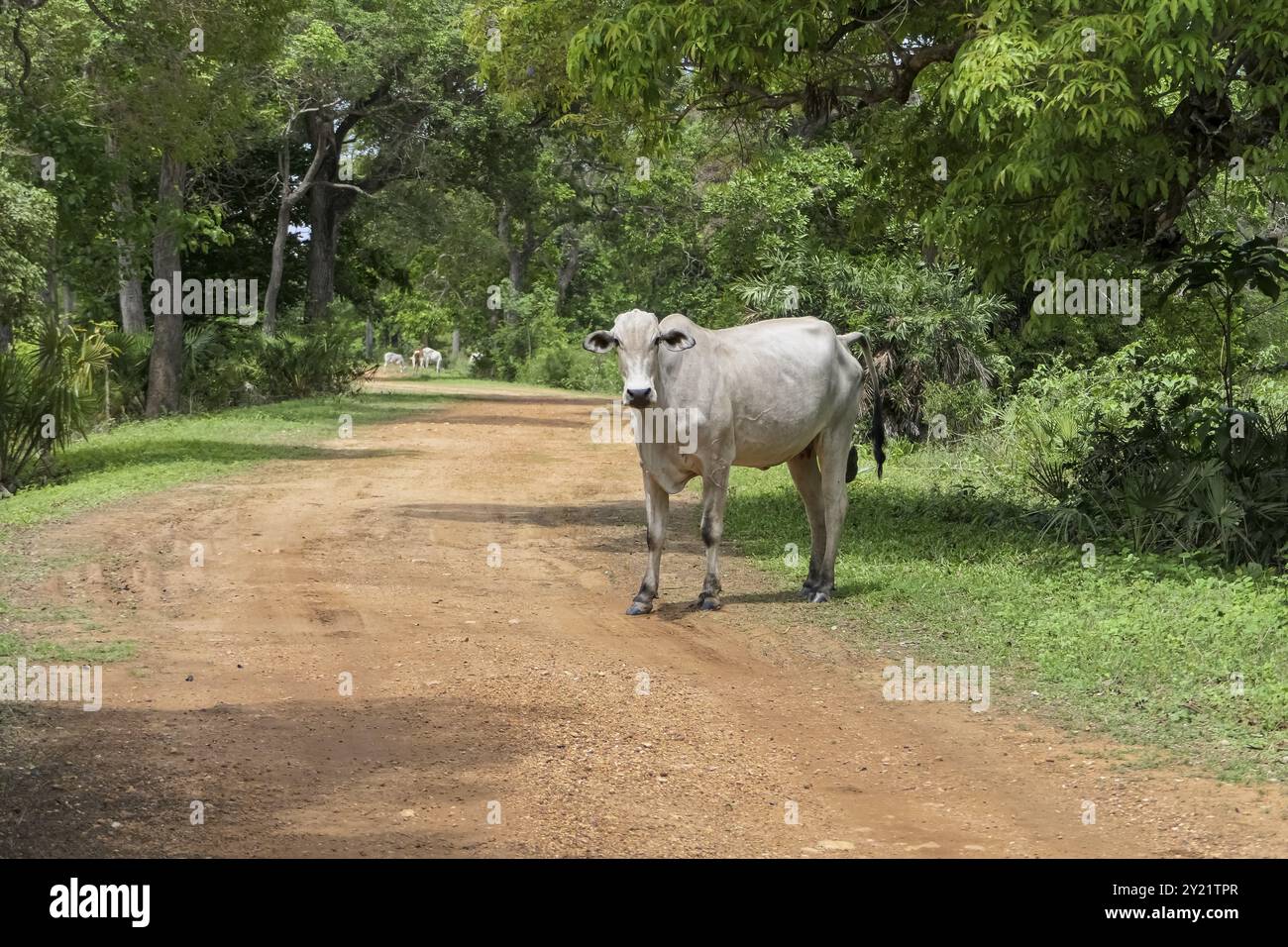 Typical white Pantanal cow standing a dirt road, trees in background ...