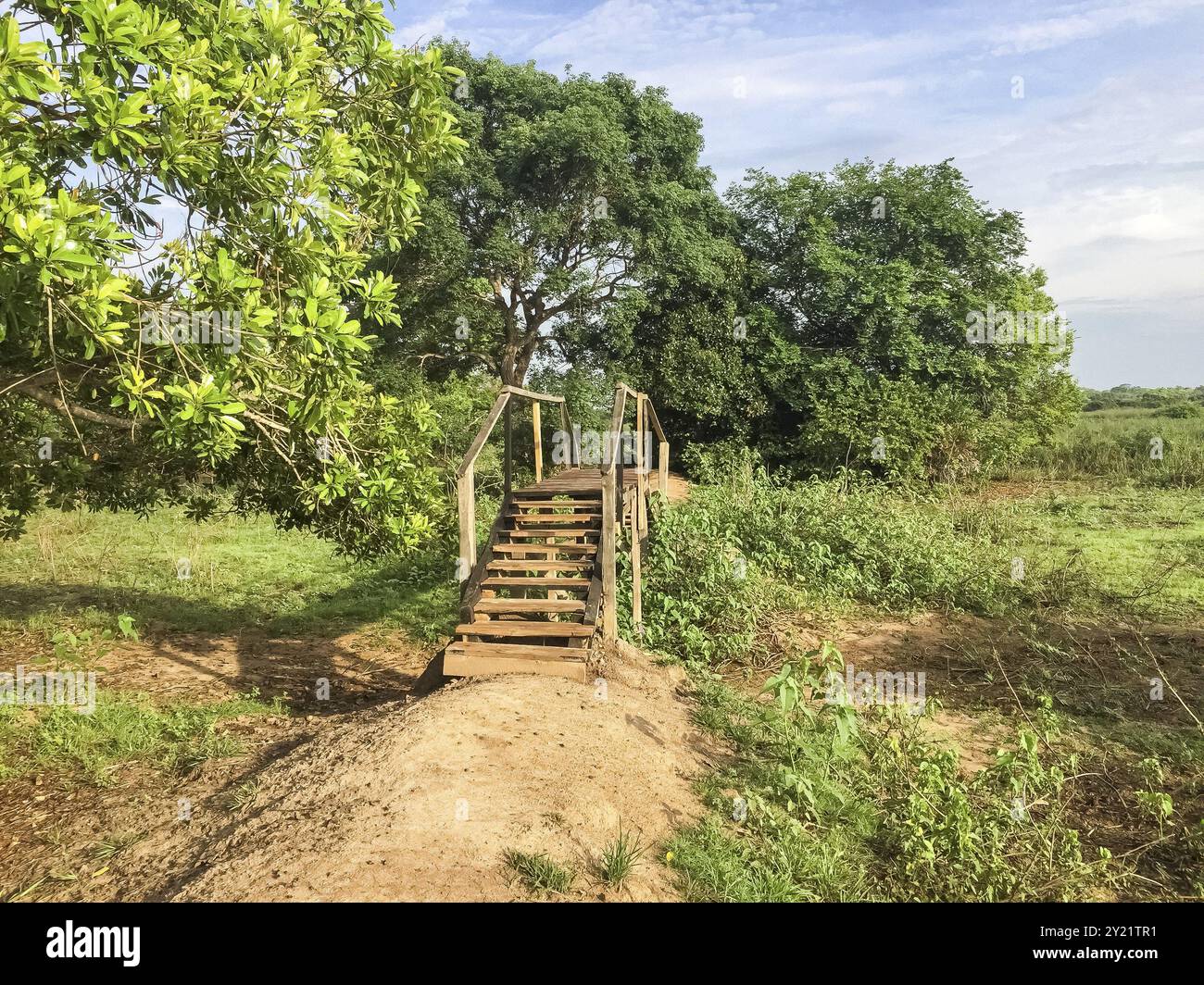 Wooden Boardwalk over swampy area on a hiking trail in morning sun ...