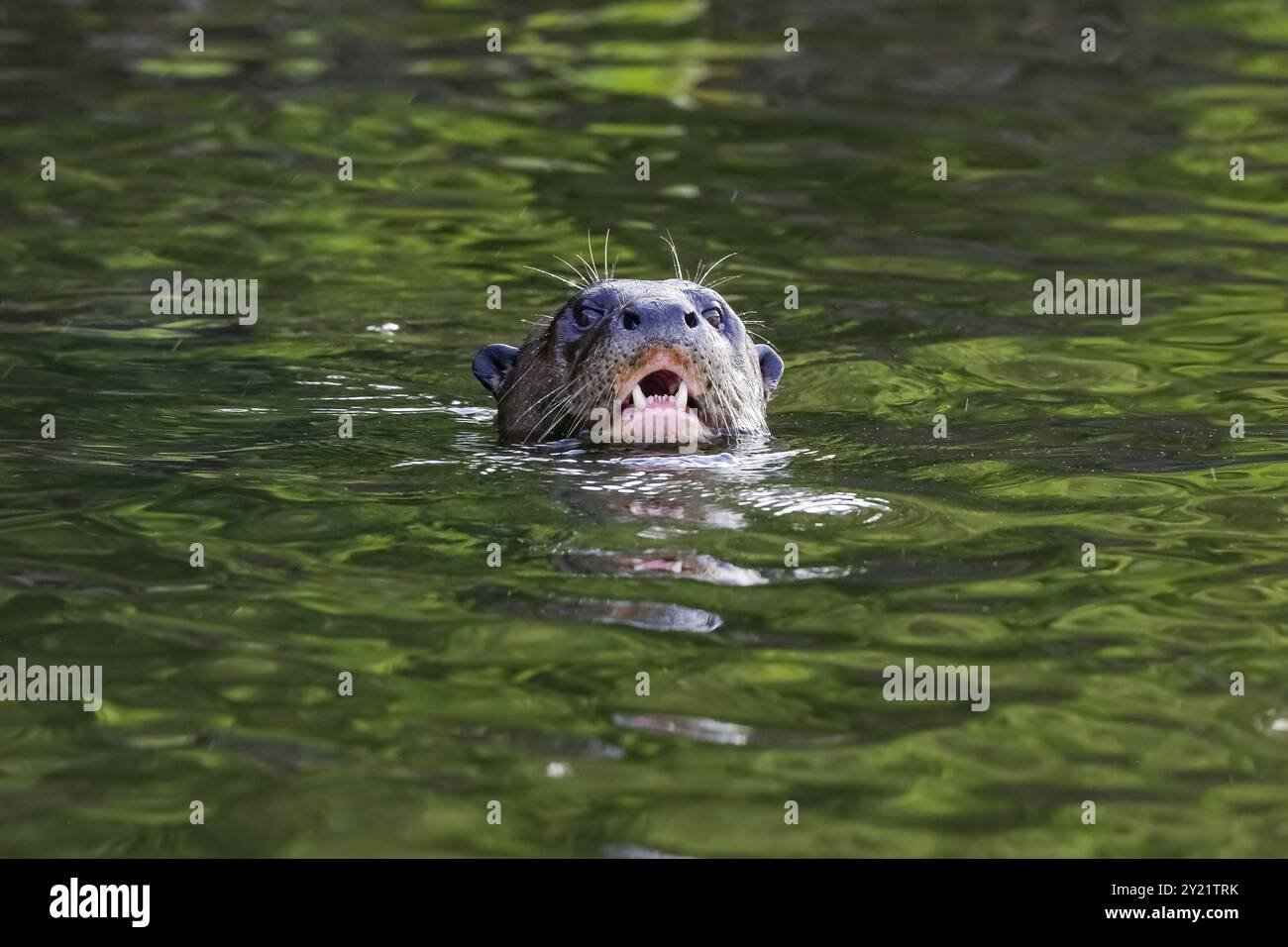 Front view of a Giant Otter, head over water surface, open mouth ...