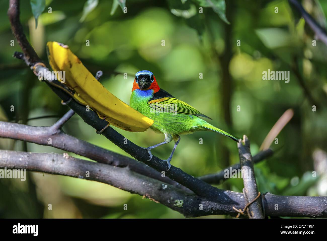 Close-up of a Red-necked tanager feeding on a banana, facing to camera ...