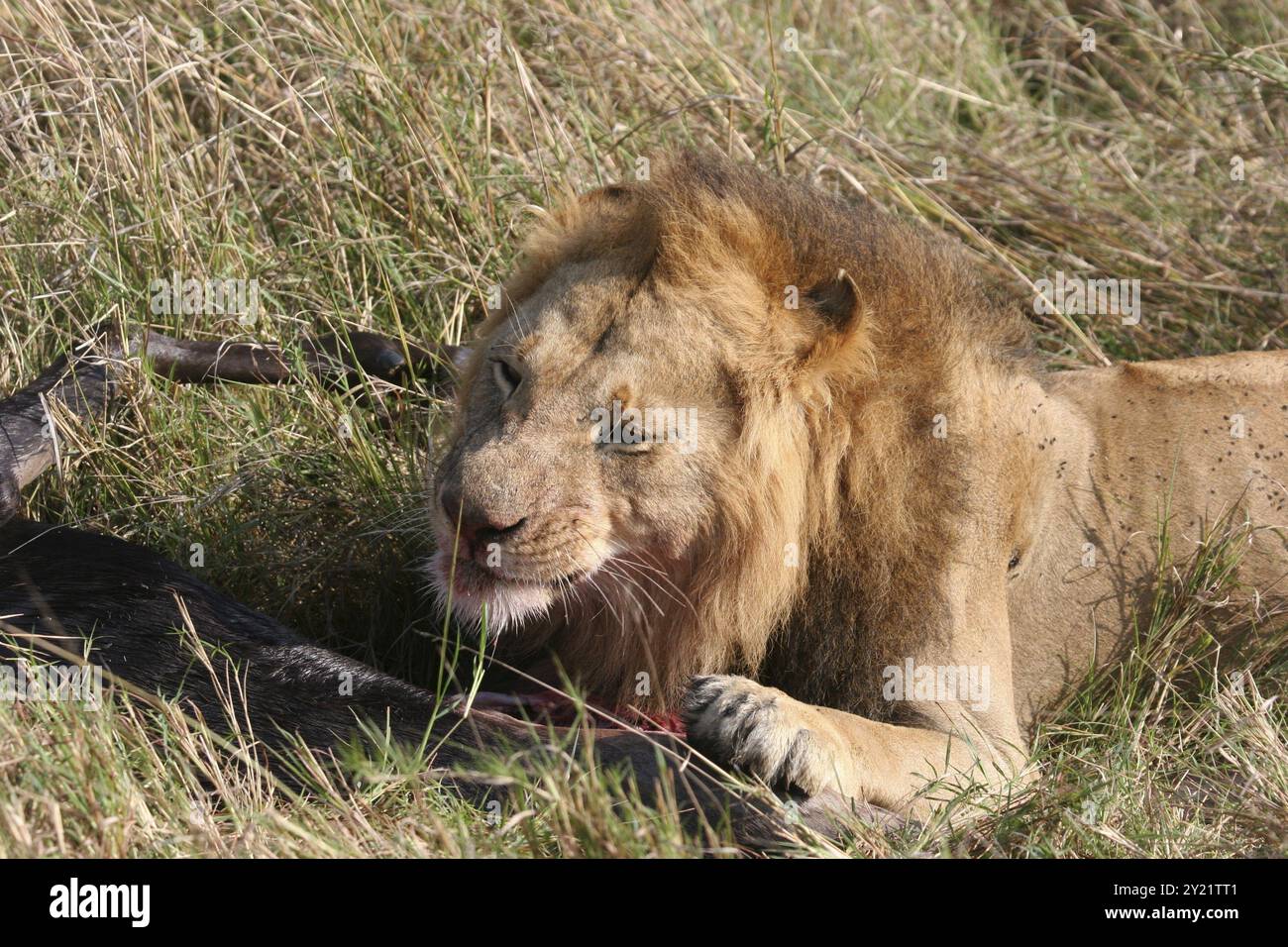 Male lion and prey animal in high grass Stock Photo - Alamy