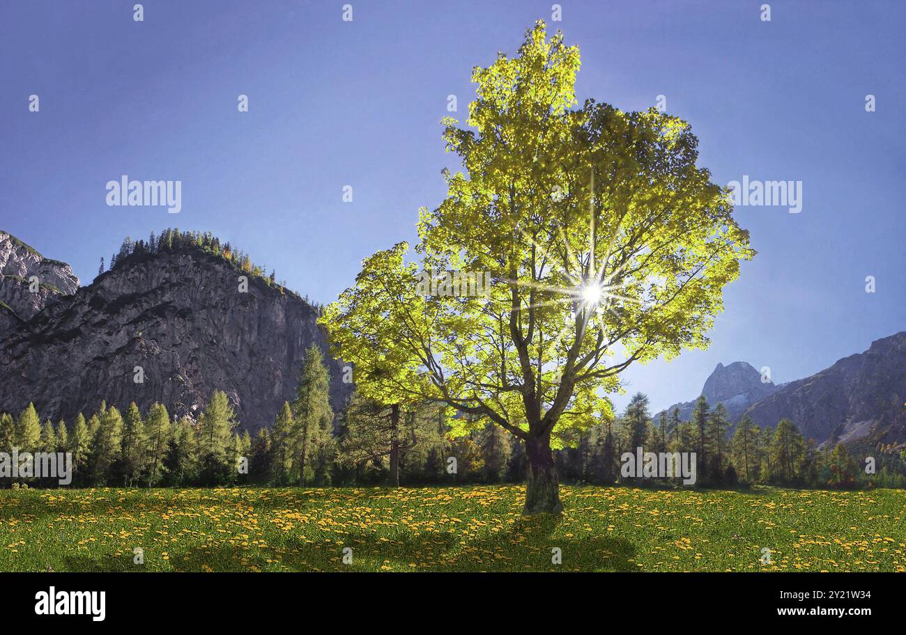 Field maple trees hi-res stock photography and images - Alamy