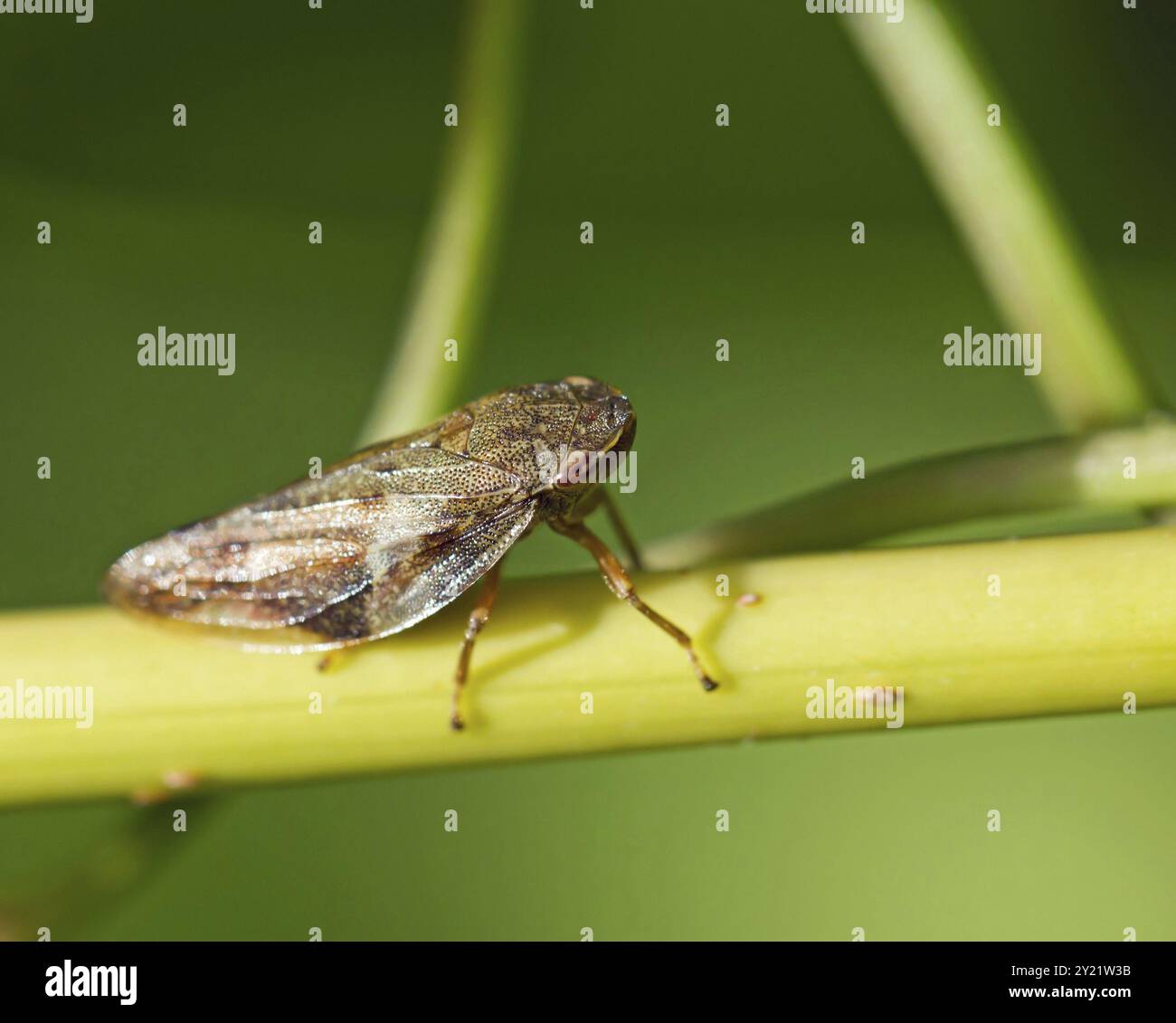 Insect Froghopper on plant stem Stock Photo - Alamy