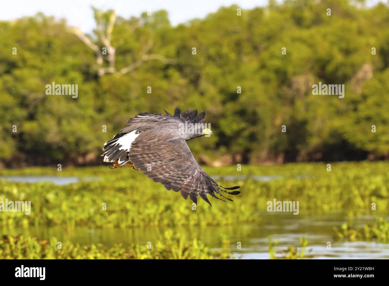 Great Black Hawk in flight with spread wings over a river covered with ...