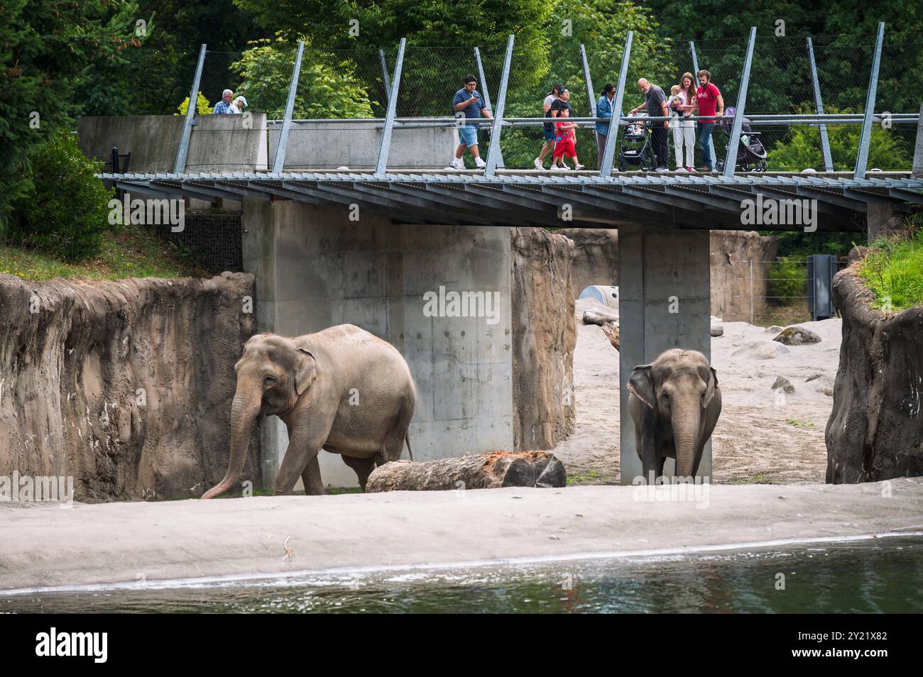 Portland oregon zoo elephants hi-res stock photography and images - Alamy