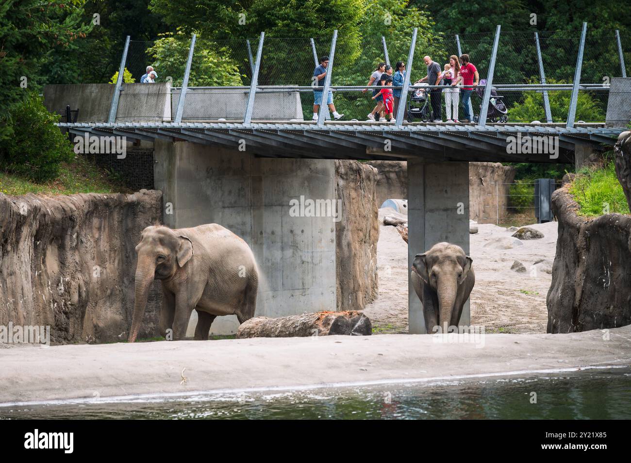 Elephants at the Oregon Zoo at Portland Oregon, USA Stock Photo - Alamy