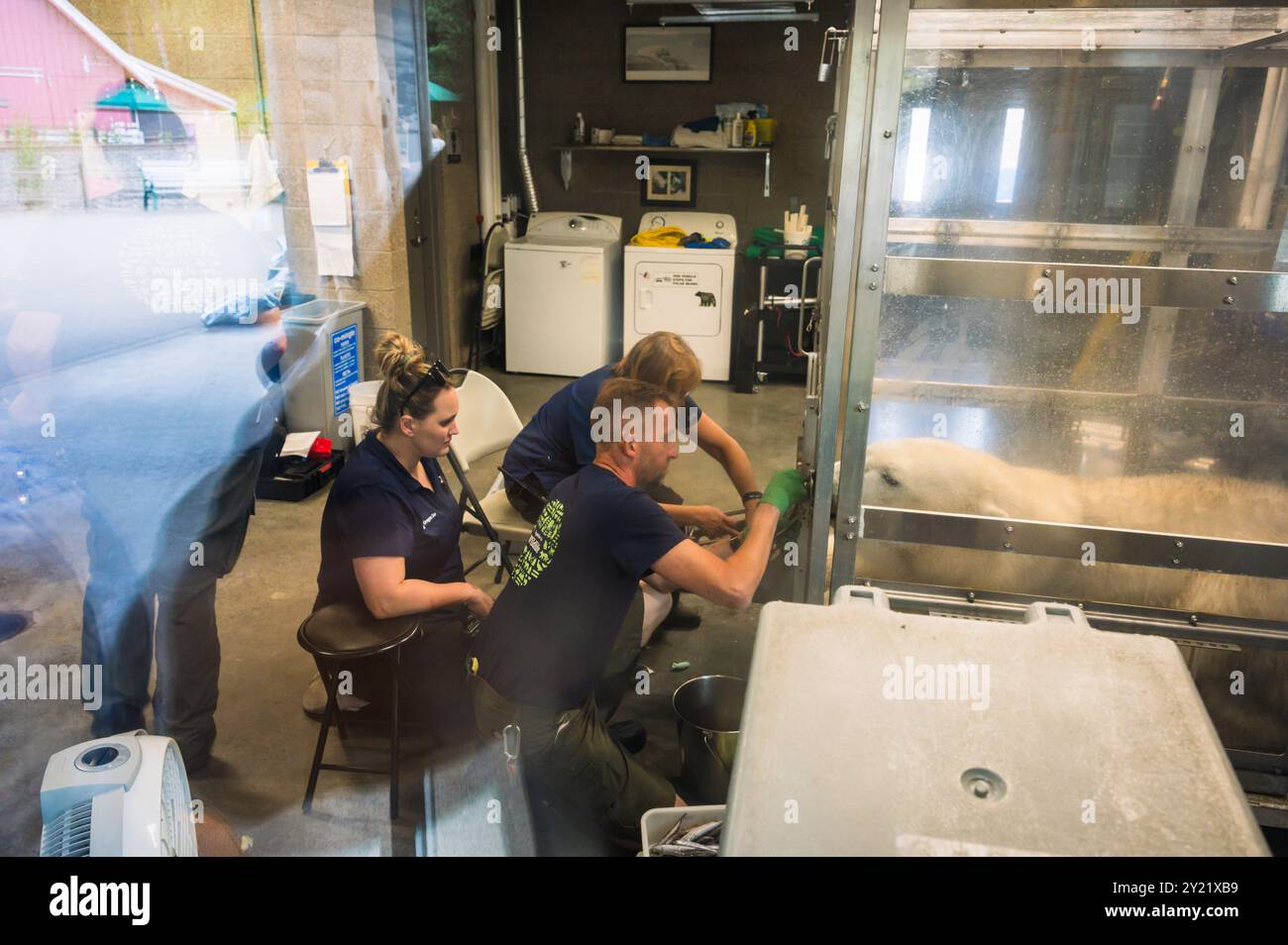 Veterinarians and zoo staff draw blood from fully grown polar bear at ...