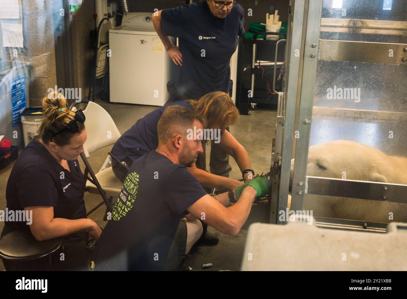 Veterinarians and zoo staff draw blood from fully grown polar bear at ...
