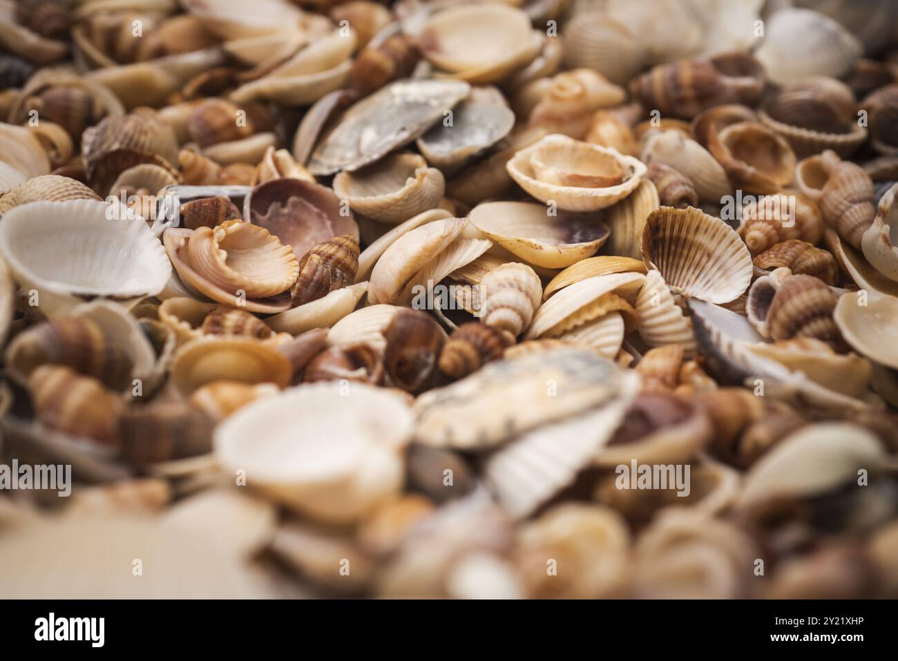 Sea shells. Marine mollusk shell. Marine background. Texture of the ...
