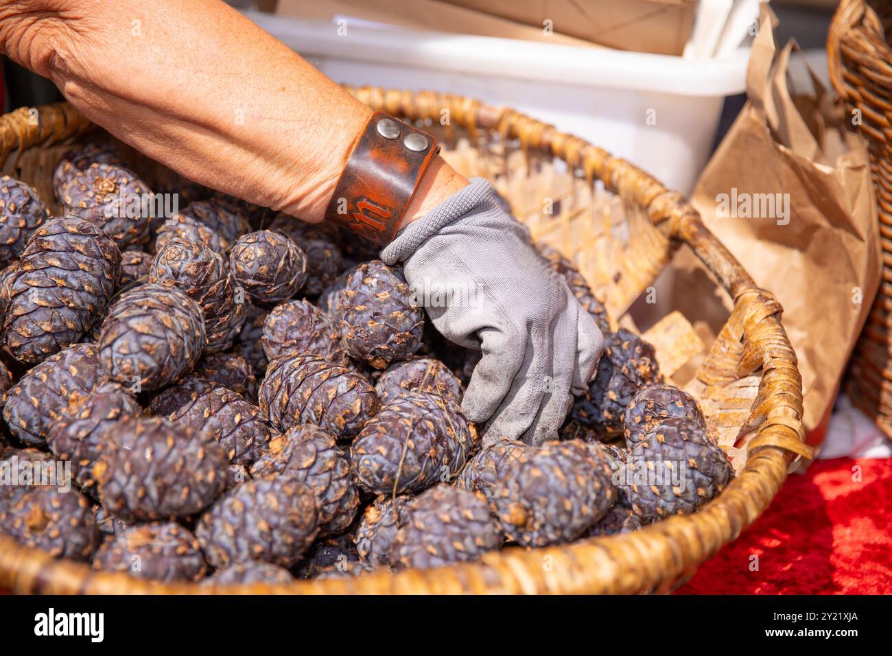 Closeup view of hand picking pine cones from basket, person with glove ...