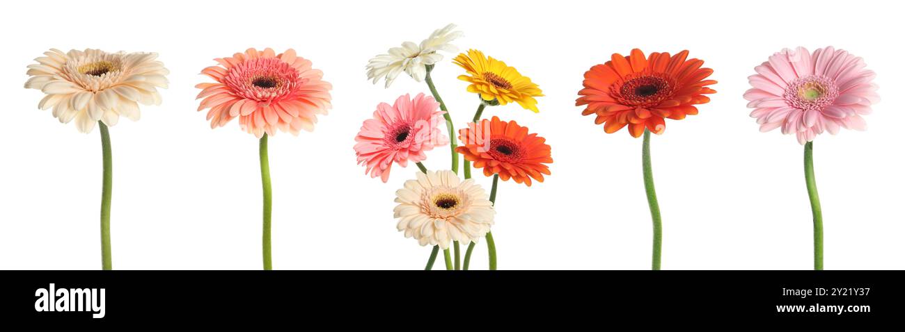 Beautiful gerbera flowers of different colors isolated on white, set ...